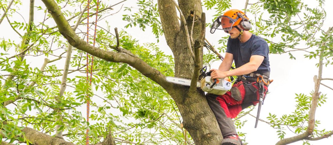 Tree Cutting Tools and Maintenance Guide | Screwfix